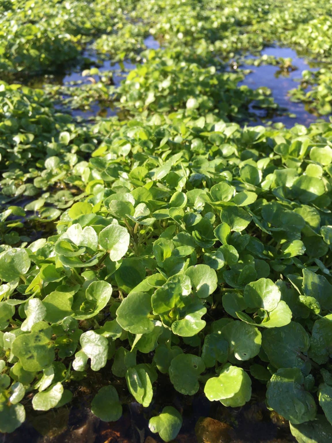 Watercress: Health and history - Wicked Leeks