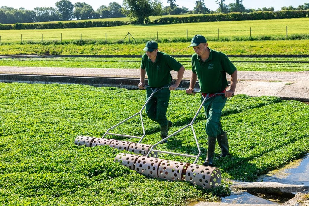 Watercress: Health and history - Wicked Leeks