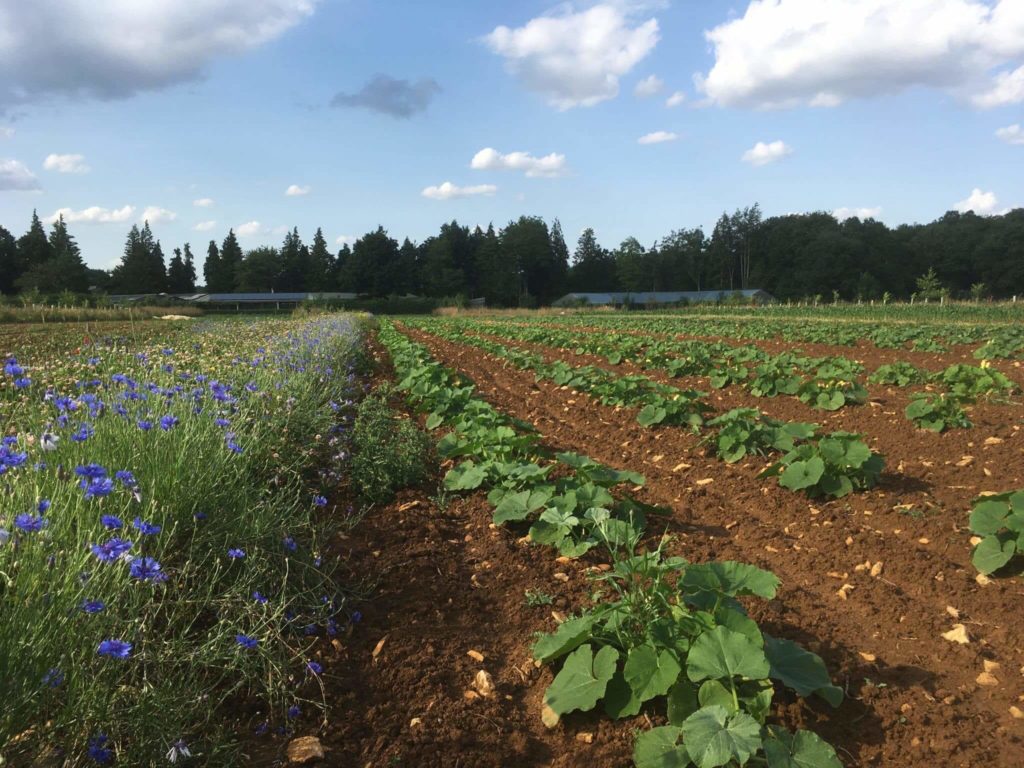 Flower power: Farming insects and food - Wicked Leeks