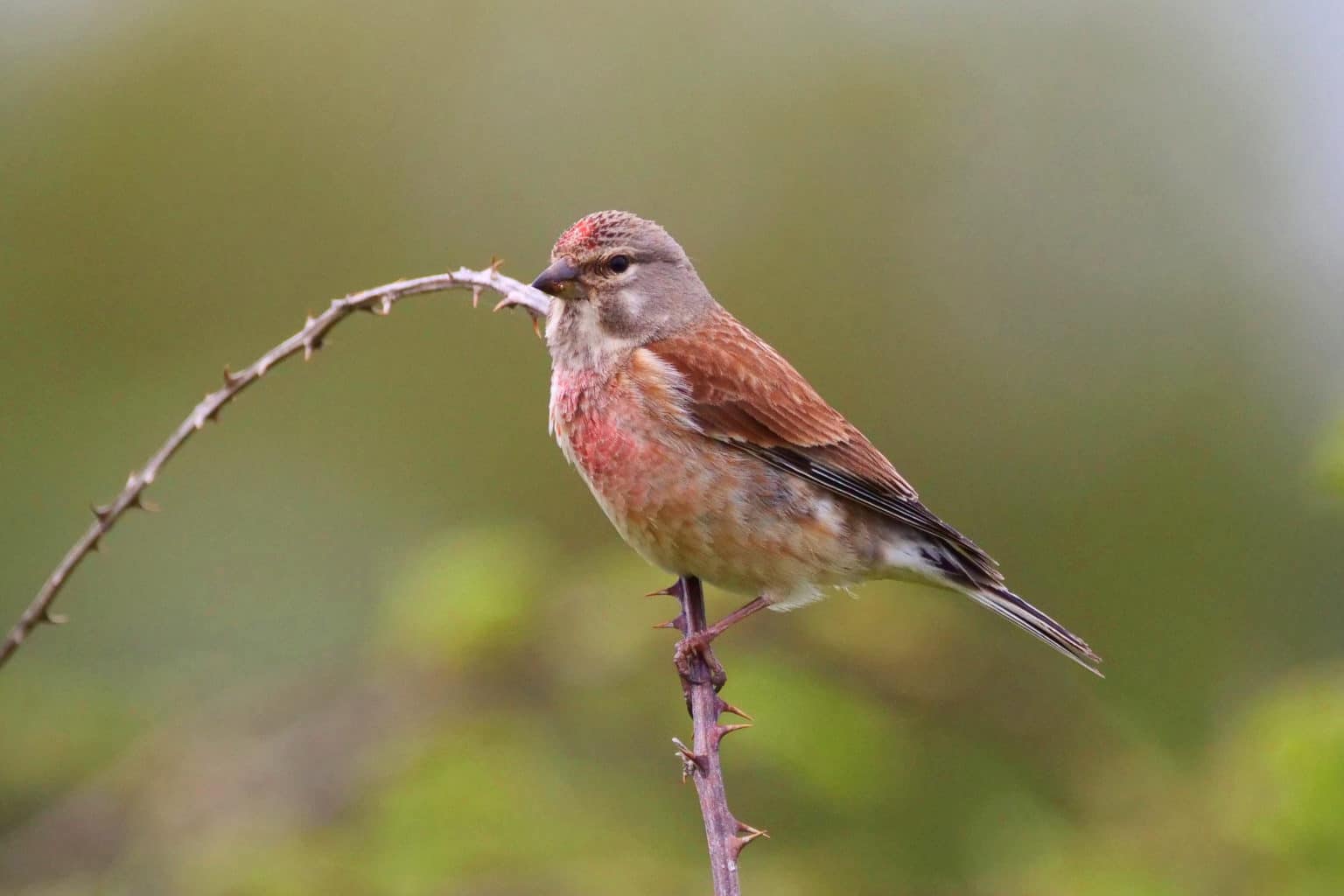 Nature-friendly farming ‘does not reduce food production’ - Wicked Leeks