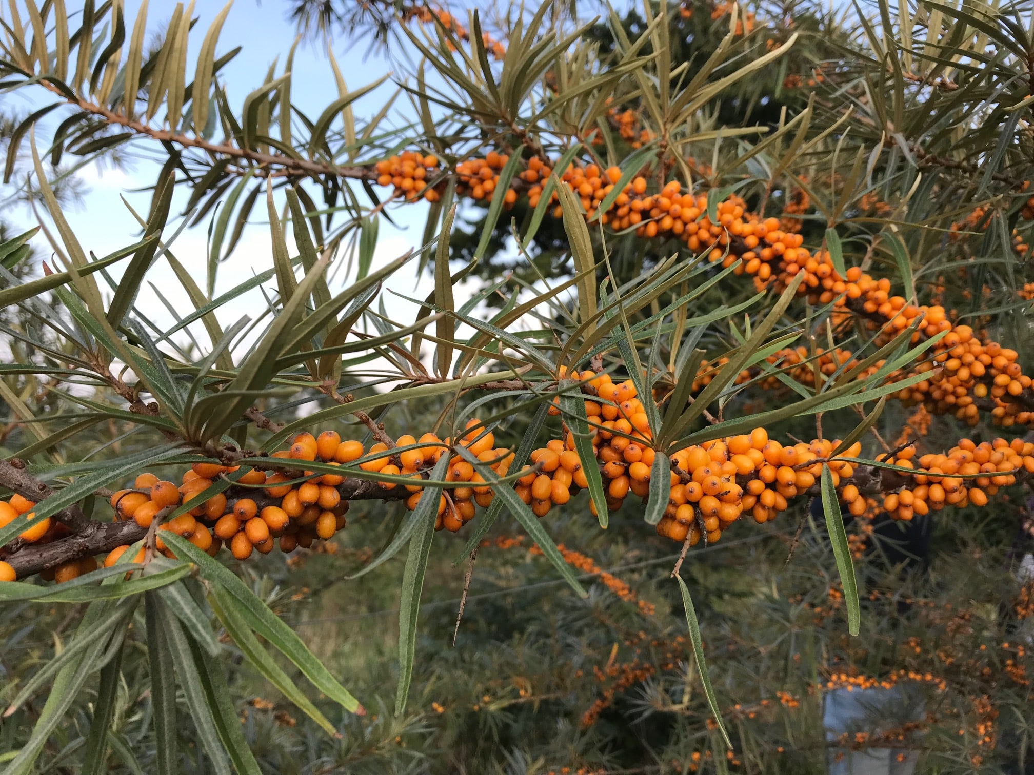 Food you can forage in a field - Wicked Leeks