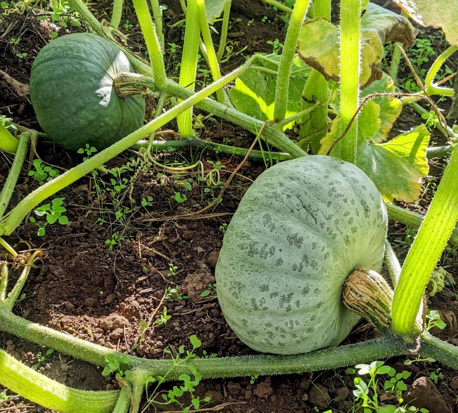 Taste not waste: Squash versus pumpkin for Halloween - Wicked Leeks