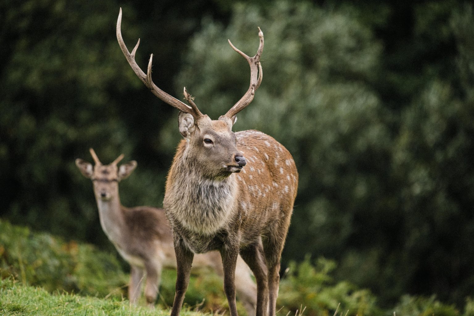Venison: Culinary treasure and environmentally sound? - Wicked Leeks