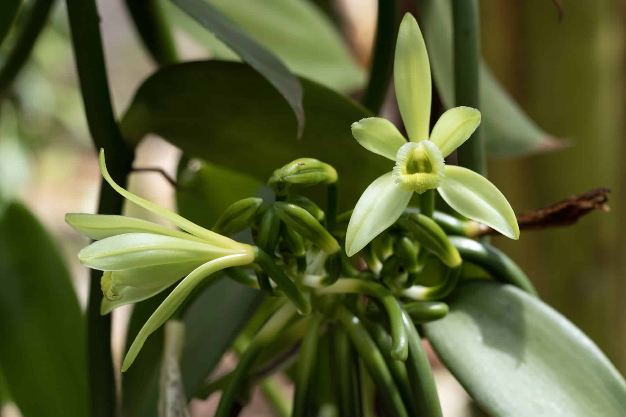 Premium pods: saving the real vanilla rainforests - Wicked Leeks