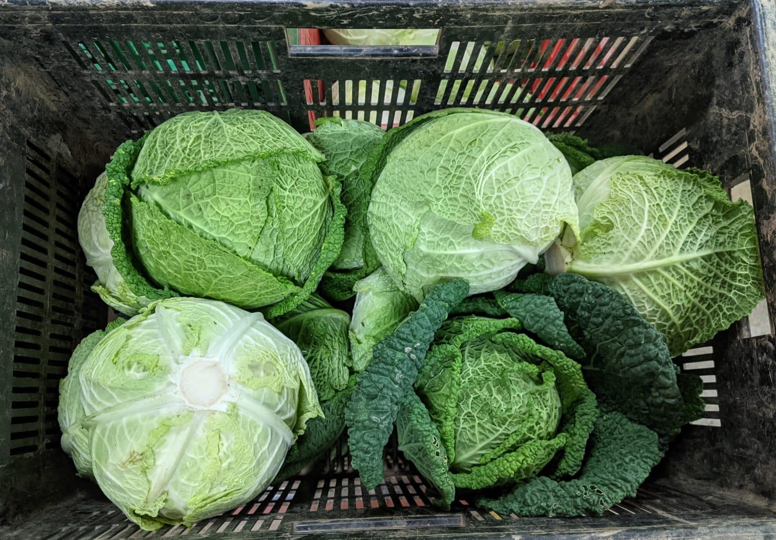 Brassicas and butterflies: Mild autumn confuses crops and wildlife ...