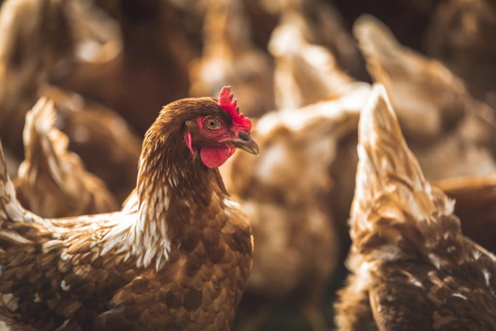 How can we control bird flu? - Wicked Leeks