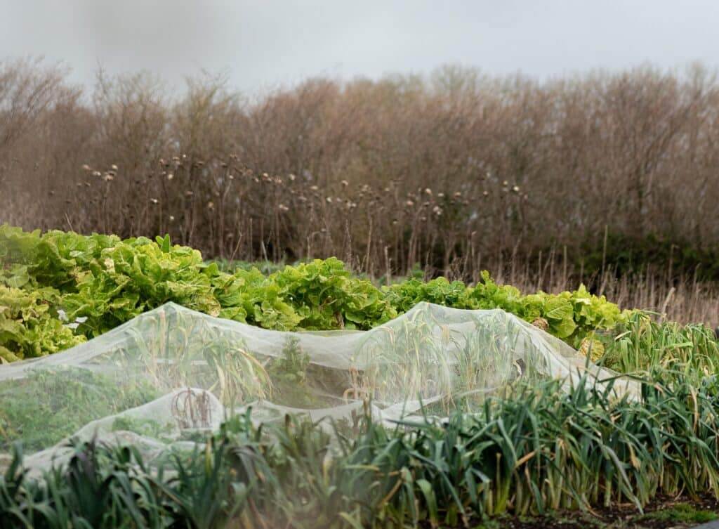 Farm-to-table: Crocadon opens its doors - Wicked Leeks