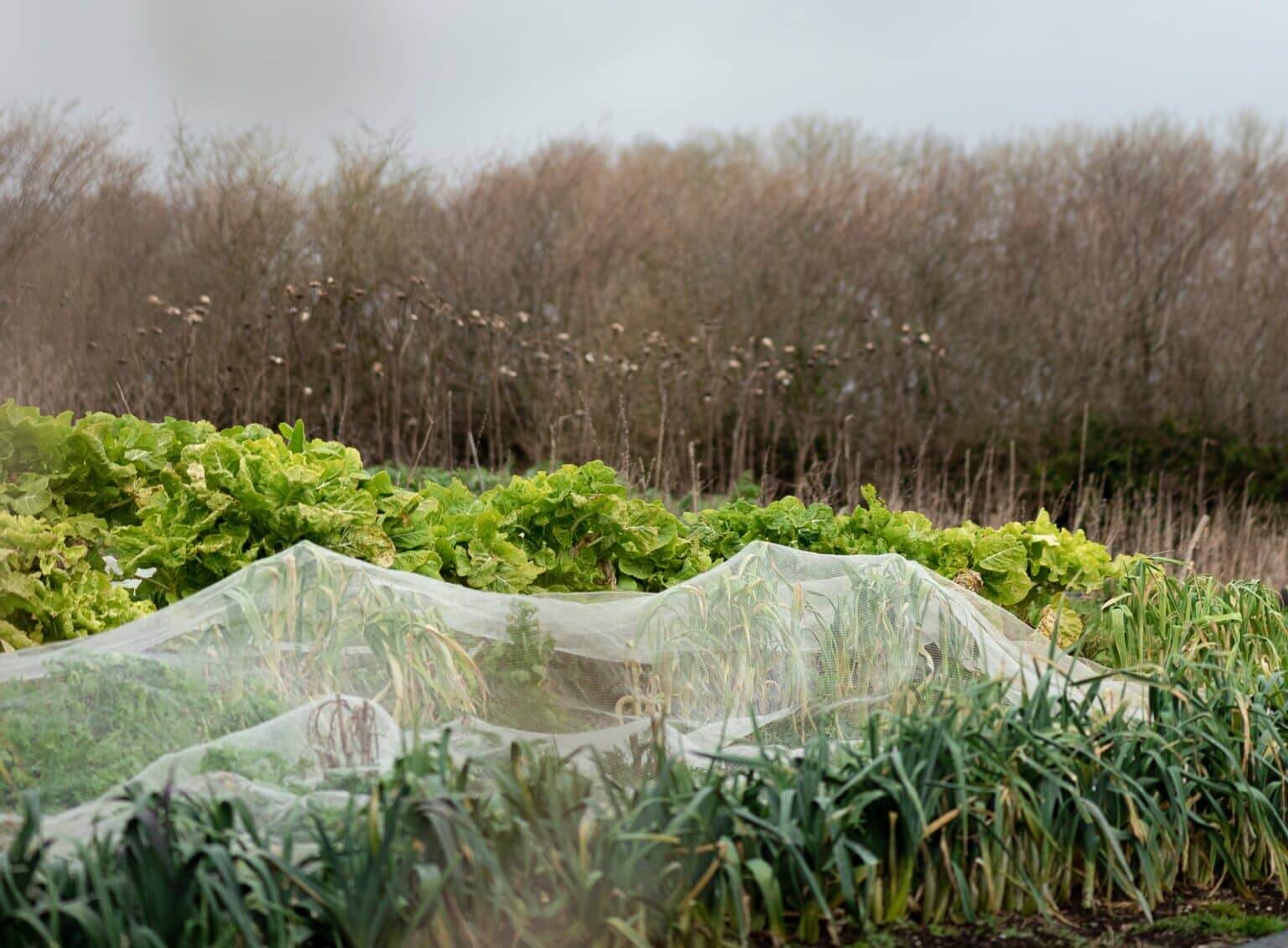 Farm-to-table: Crocadon opens its doors - Wicked Leeks