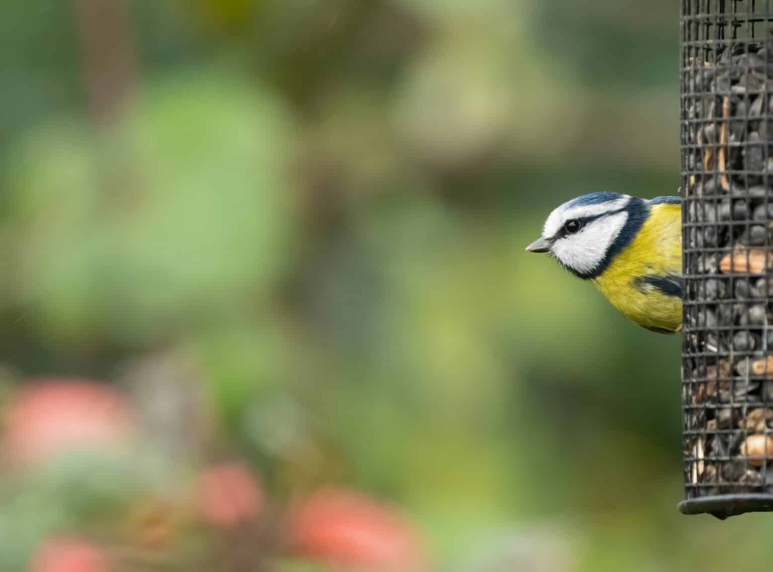 Alys Fowler - Wicked Leeks