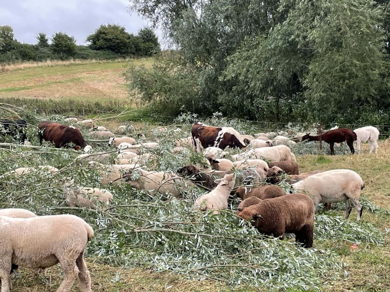 Regenerating a farm and life - Wicked Leeks