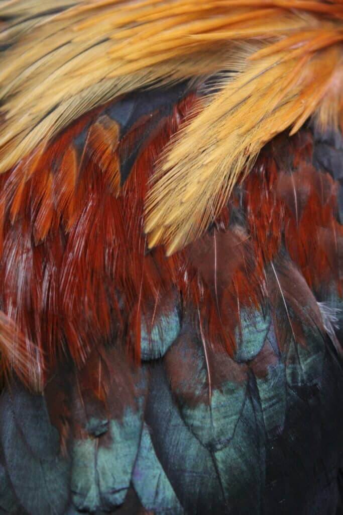 Jungle fowl and the joy of hens - Wicked Leeks