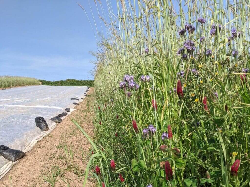 An ode to our restraining hedgerows - Wicked Leeks