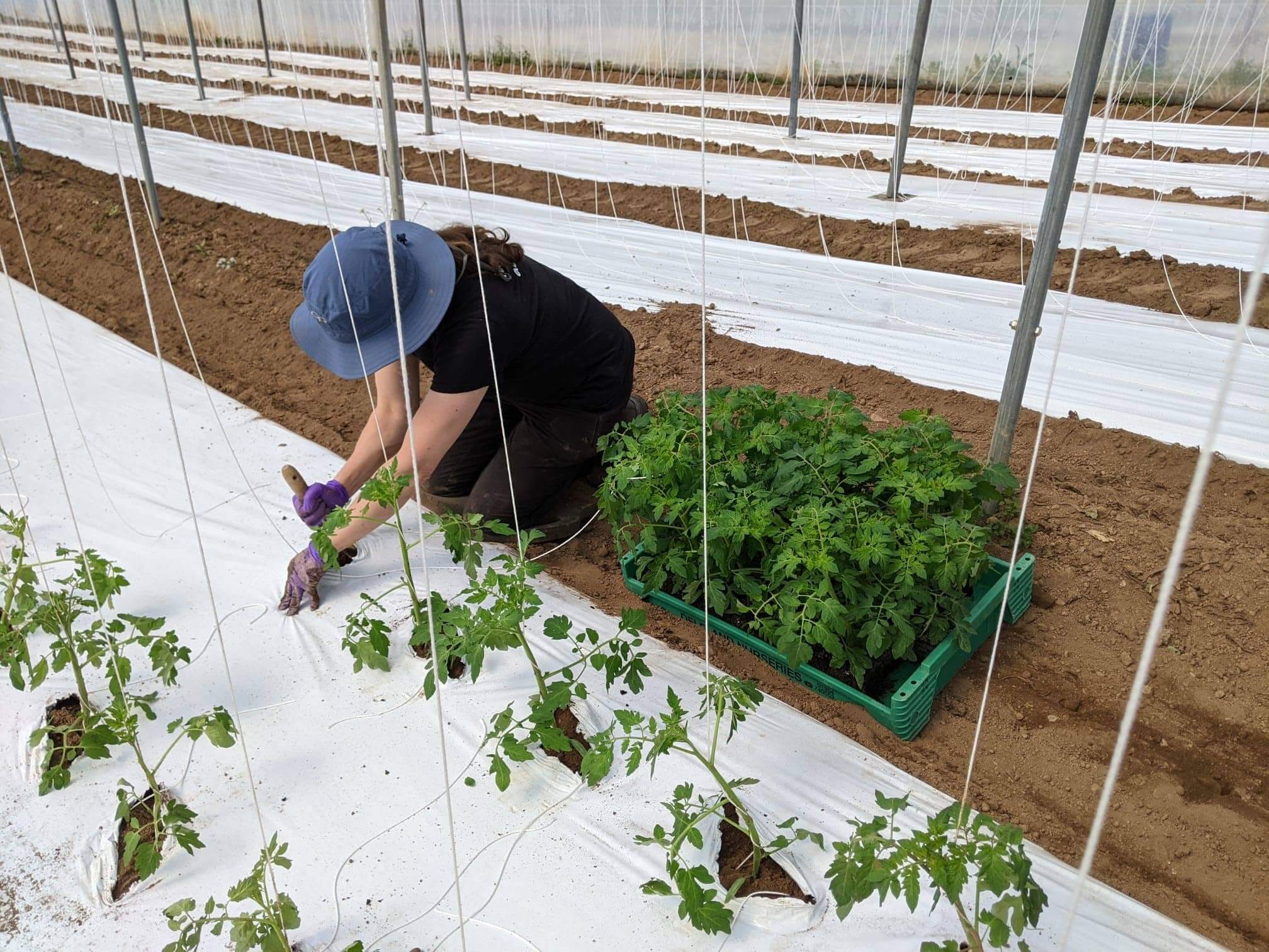 Spring, wildlife and weeding - Wicked Leeks