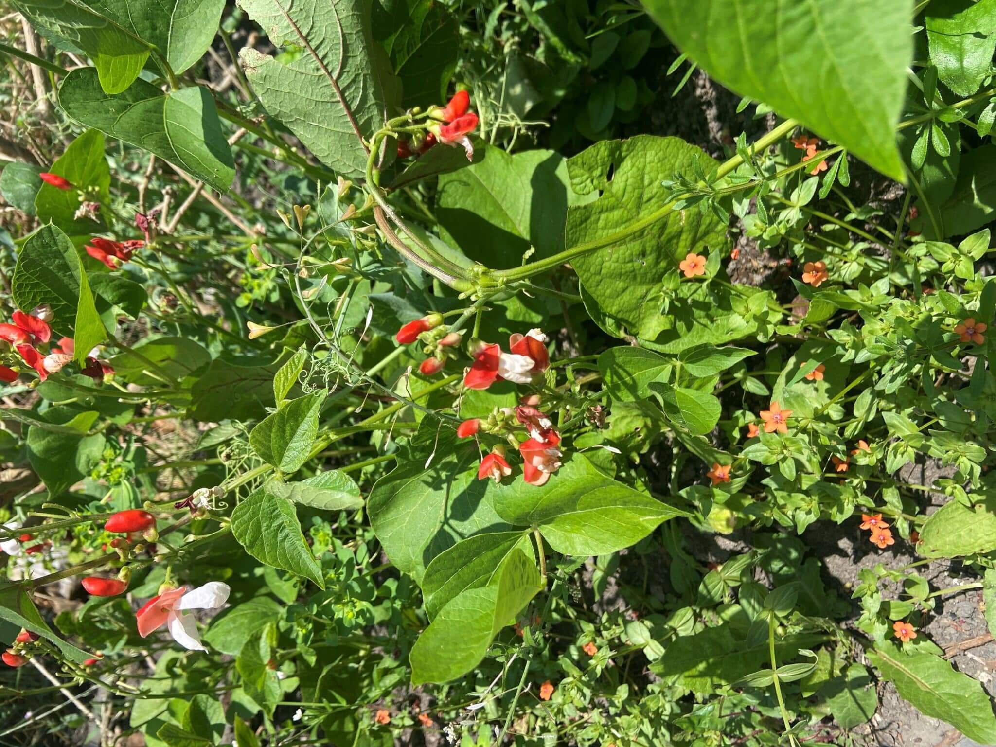Beyond the bird feeder: Weeds that help conserve water - Wicked Leeks
