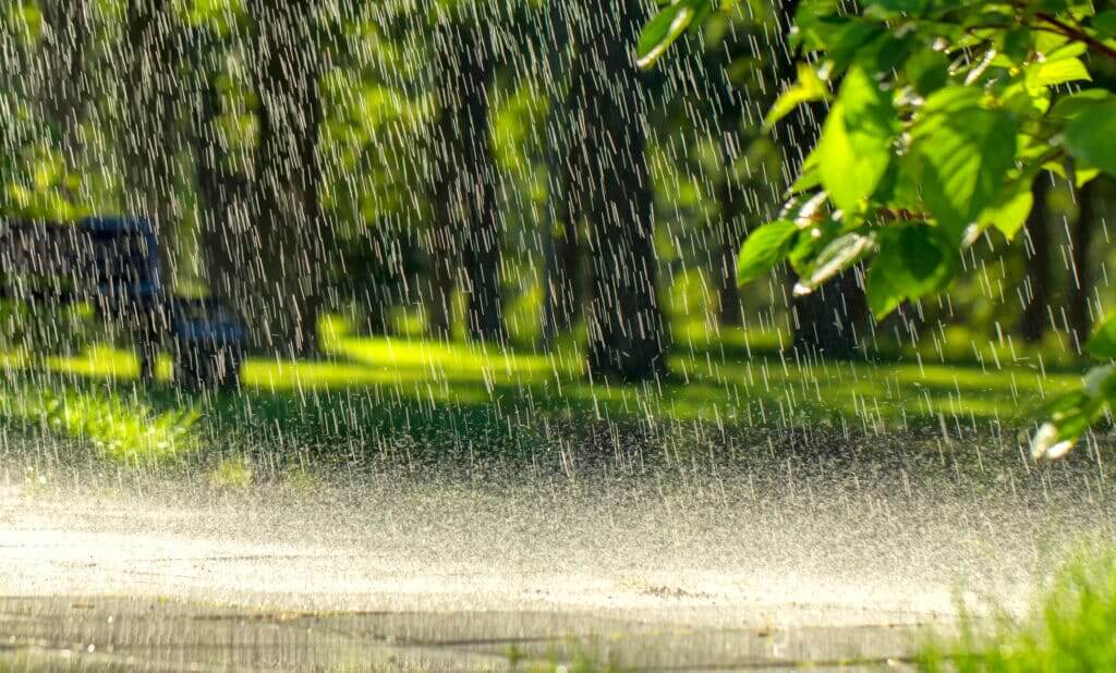 Regenerative Thinking: The gift of rain - Wicked Leeks