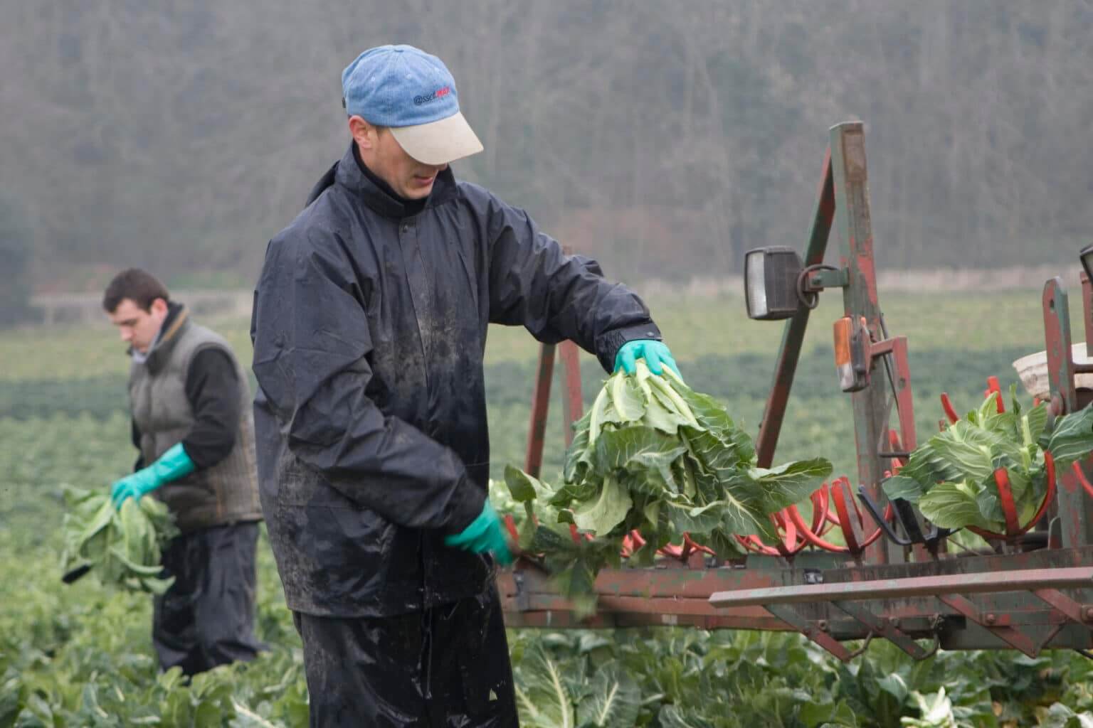 ‘We weren’t humans’: Seasonal workers speak up - Wicked Leeks