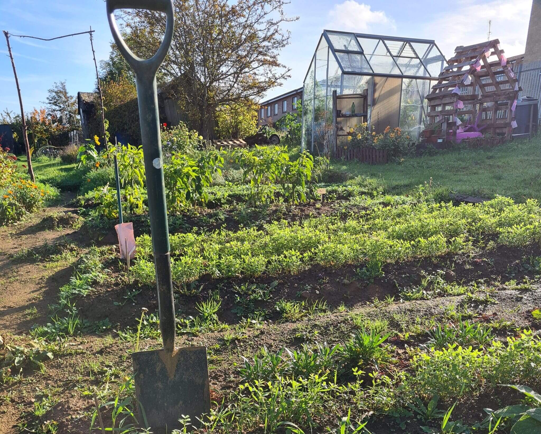 How to grow an allotment – and not give up - Wicked Leeks