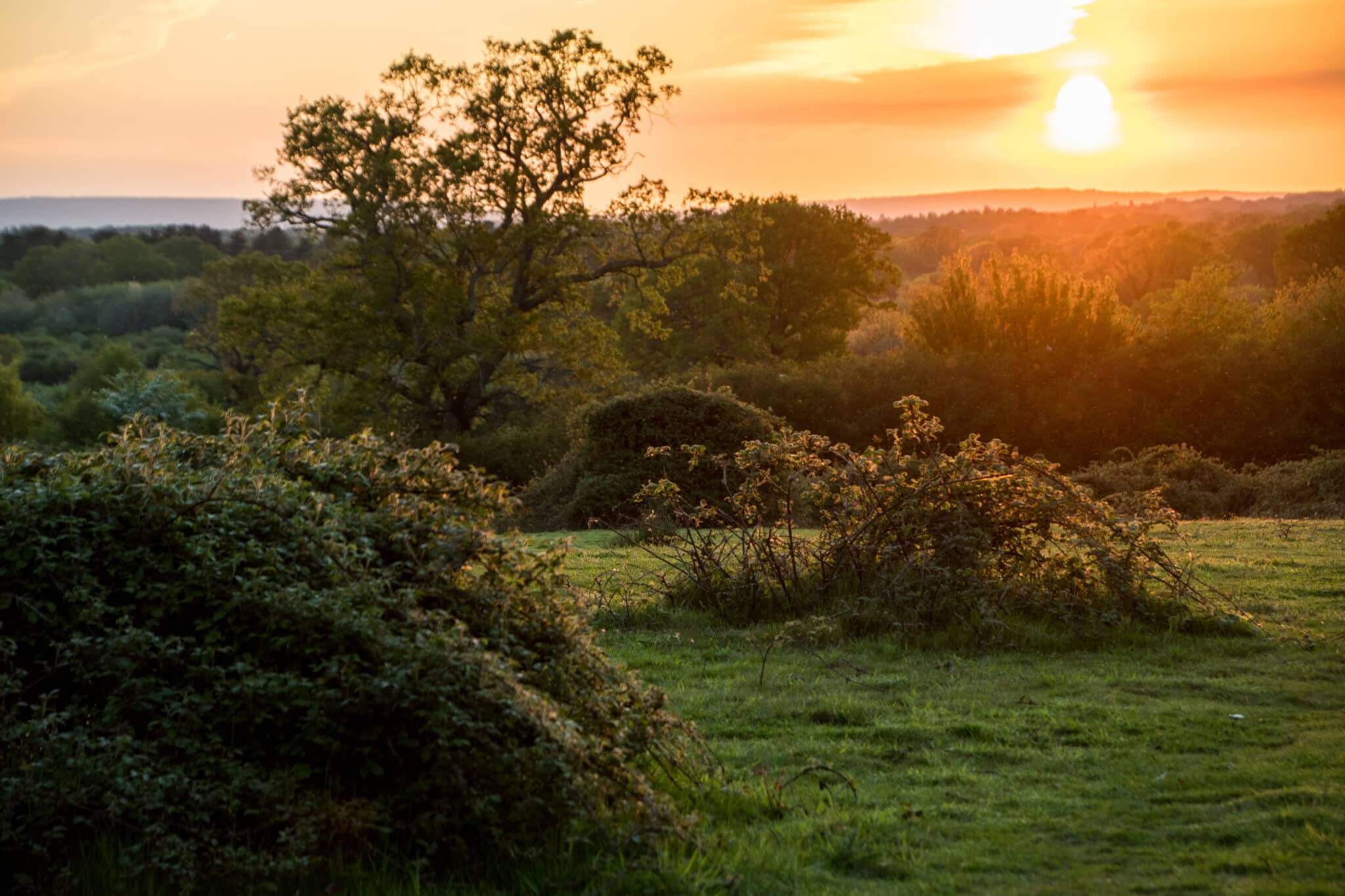 What next for Knepp? - Wicked Leeks
