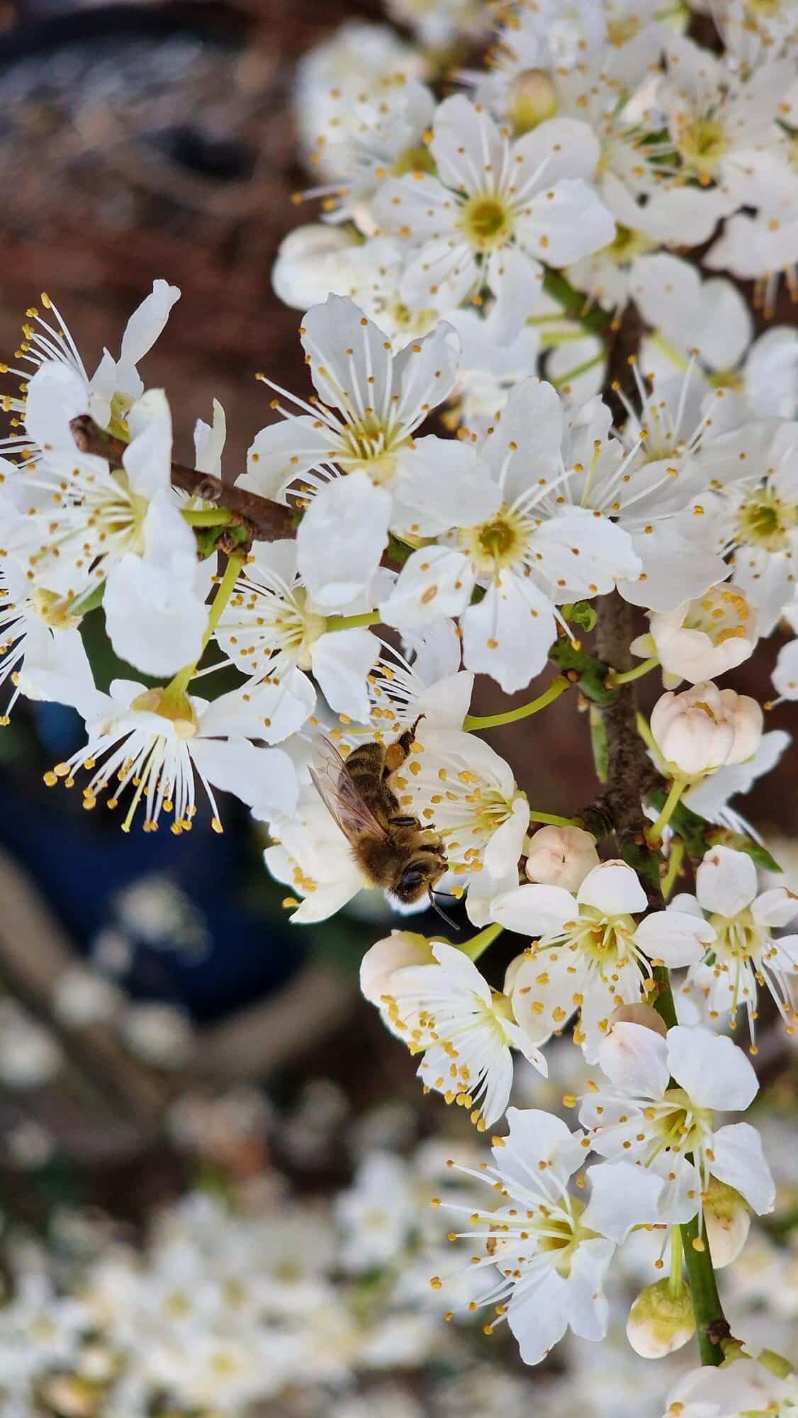 Six ways to help bees this winter - Wicked Leeks