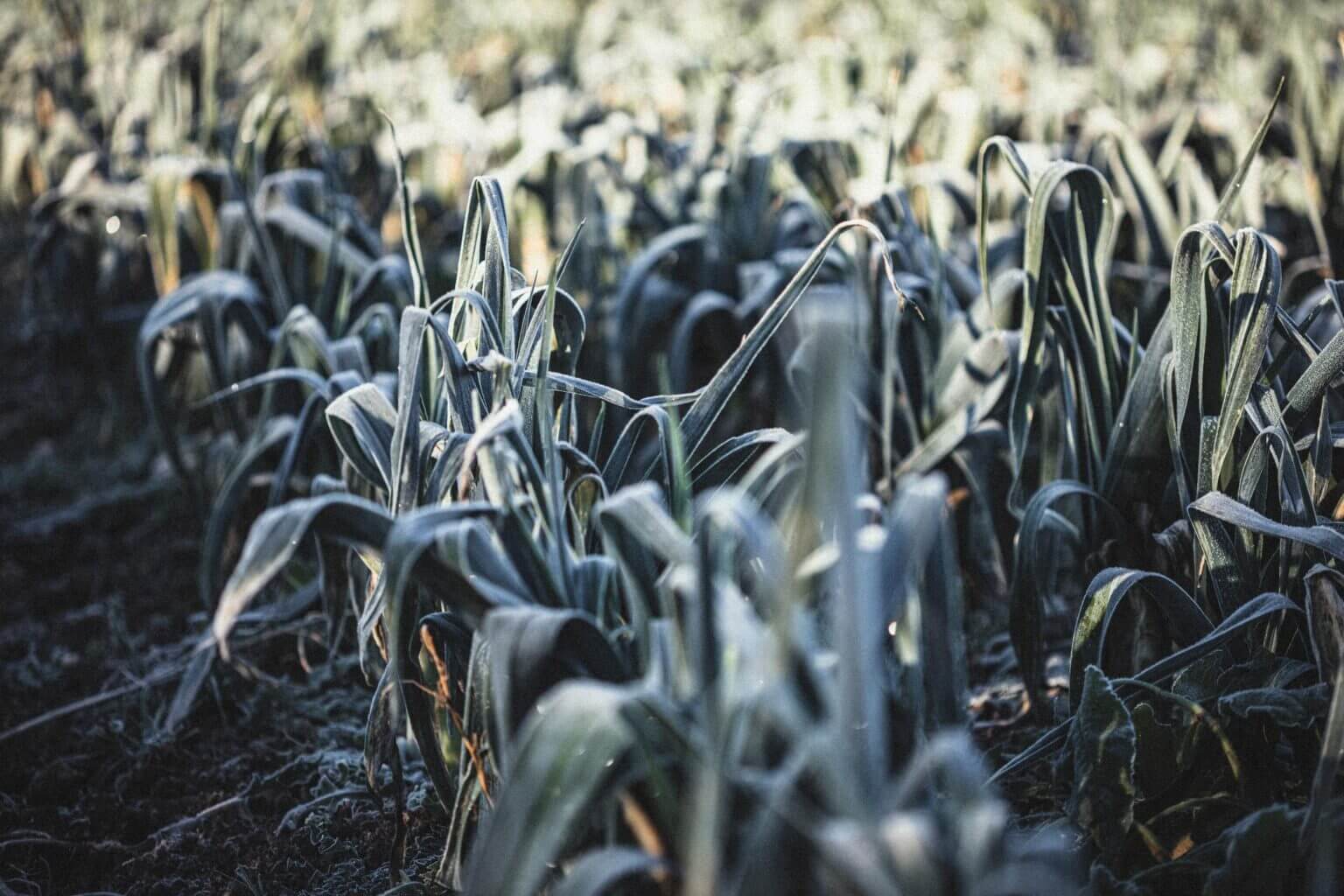 My three rules for modern meat eating - Wicked Leeks