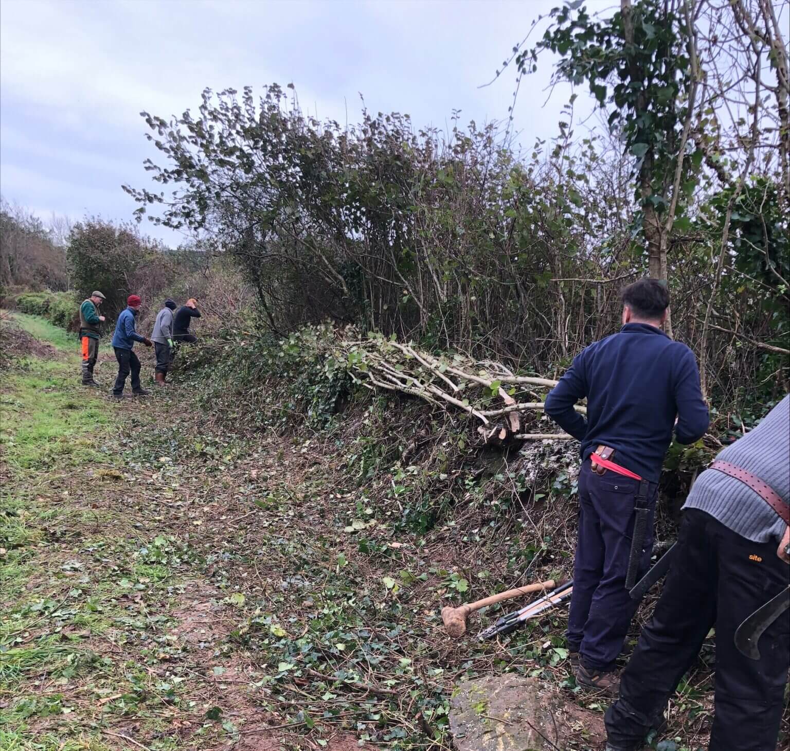 Laying hedges for the future - Wicked Leeks