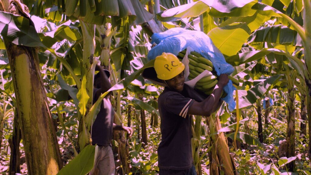 Everything you need to know about Apeel - Wicked Leeks