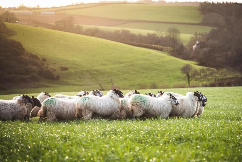 Supporting small farms – a long overdue SFI shift - Wicked Leeks