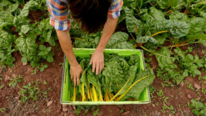 Resources - Wicked Leeks