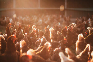 Everything you need to know about Apeel - Wicked Leeks