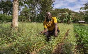 Everything you need to know about Apeel - Wicked Leeks