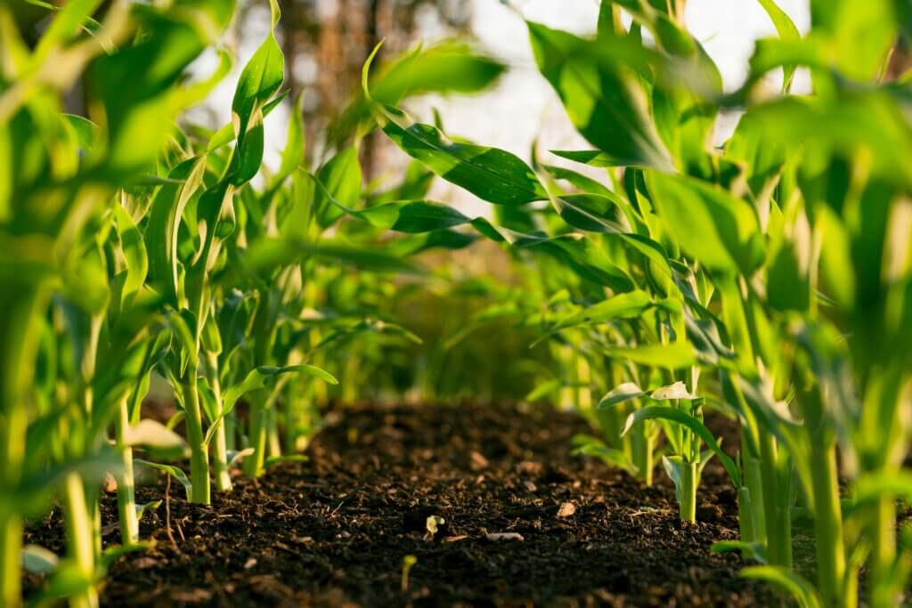 Fake Farms & Ugly Truths - Wicked Leeks